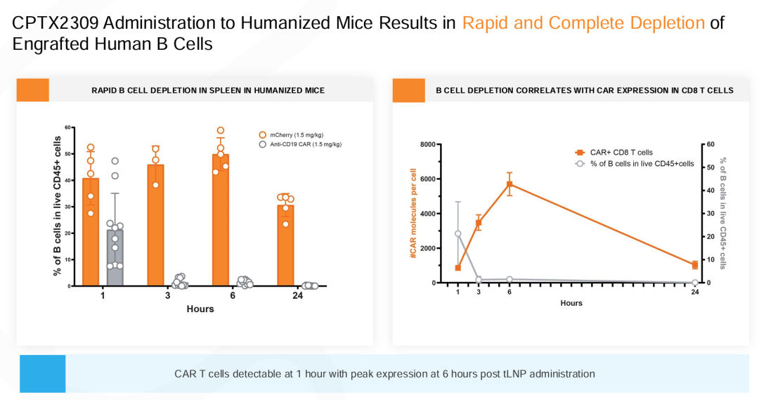 Capstan公布in vivo CAR-T疗法非人灵长类动物试验最新数据 - 星辉看世界 - Xinhui Times