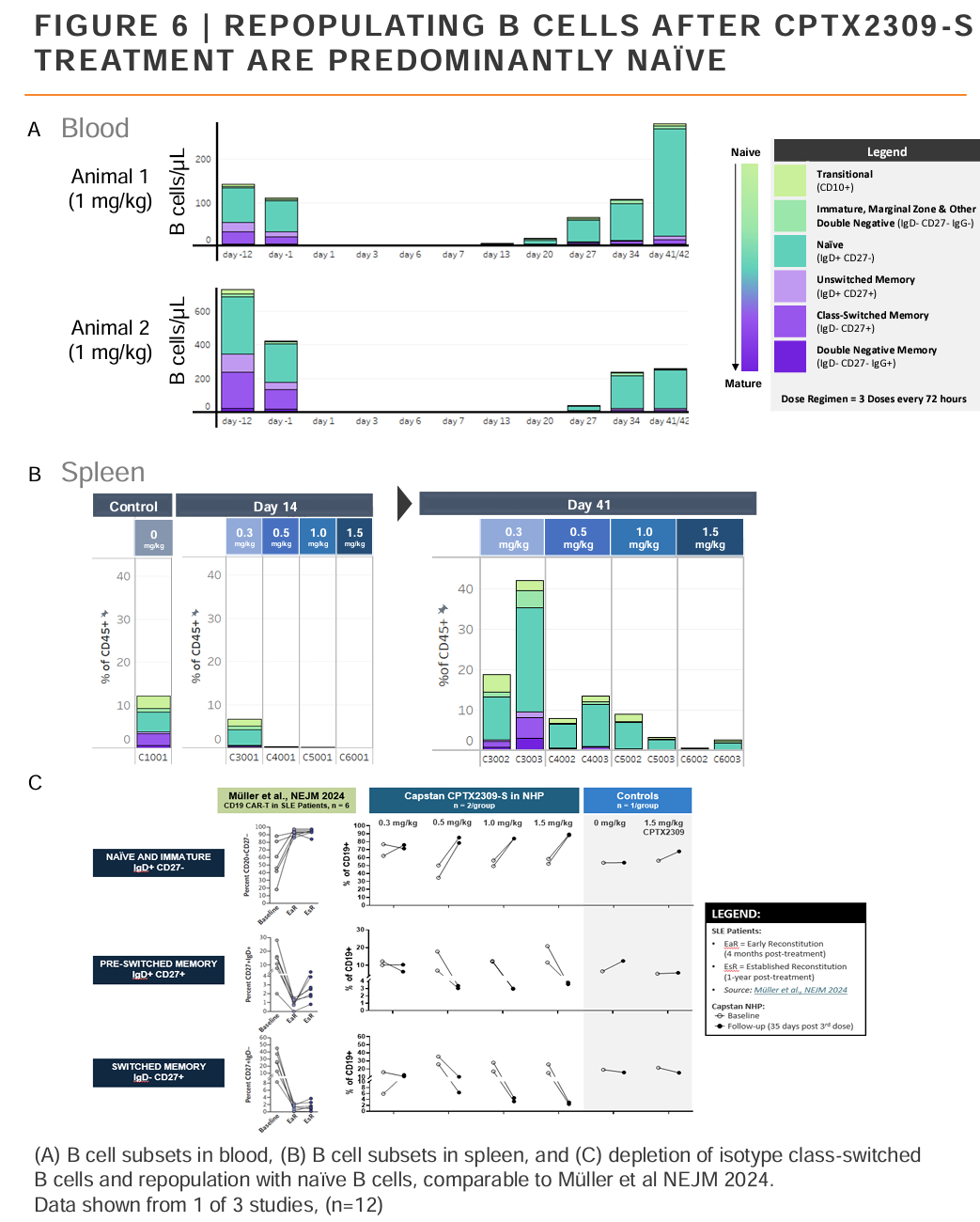 Capstan公布in vivo CAR-T疗法非人灵长类动物试验最新数据 - 星辉看世界 - Xinhui Times